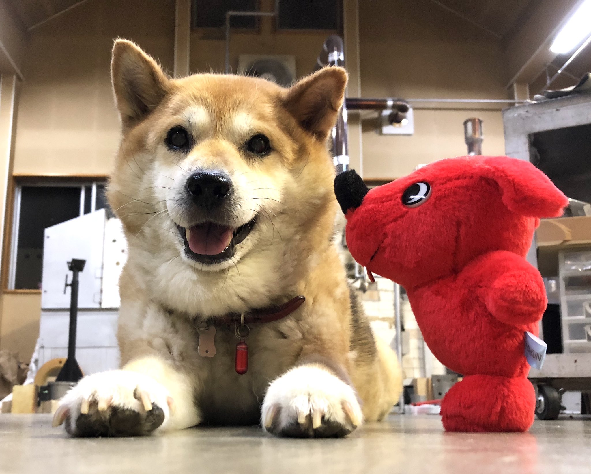 Lovely Muco – AniMaps